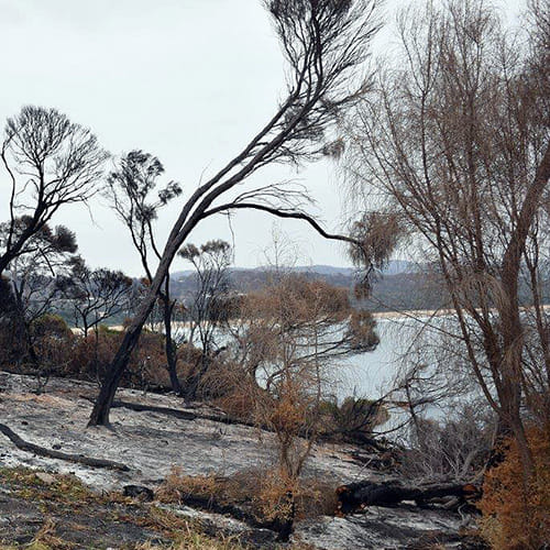 Reflections on anniversary of Tathra and Reedy Swamp bushfires | Mirage ...